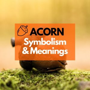 Acorn: Symbolism, Meanings, and History - Symbol Genie