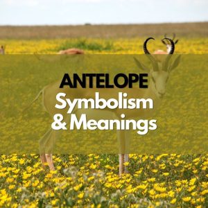 Antelope: Symbolism, Meanings, and History - Symbol Genie