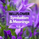 Bellflower: Symbolism, Meanings, and History - Symbol Genie