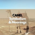 Camel: Symbolism, Meanings, and History - Symbol Genie