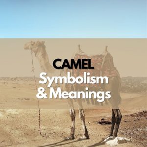 Camel: Symbolism, Meanings, and History - Symbol Genie