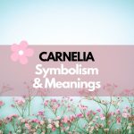 Carnelia Flower: Symbolism, Meanings, and History - Symbol Genie