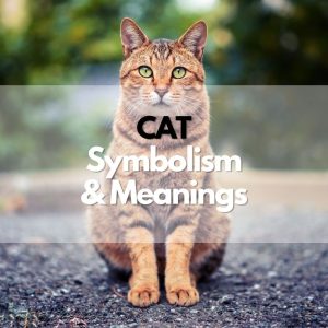 Cat: Symbolism, Meanings, and History - Symbol Genie