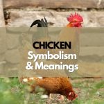 Chicken: Symbolism, Meanings, and History - Symbol Genie