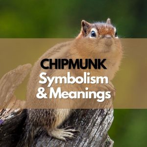 Chipmunk: Symbolism, Meanings, and History - Symbol Genie