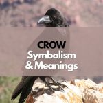 Crow: Symbolism, Meanings, and History - Symbol Genie