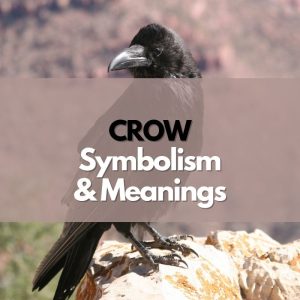 Crow: Symbolism, Meanings, and History - Symbol Genie