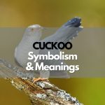 Cuckoo: Symbolism, Meanings, and History - Symbol Genie