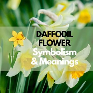 Daffodil Flower: Symbolism, Meanings, and History - Symbol Genie