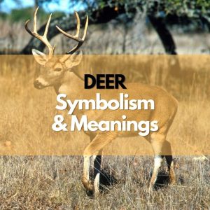 Deer: Symbolism, Meanings, and History - Symbol Genie