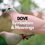 Dove: Symbolism, Meanings, and History - Symbol Genie