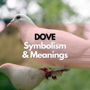 Dove: Symbolism, Meanings, and History - Symbol Genie
