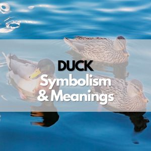 Duck: Symbolism, Meanings, and History - Symbol Genie