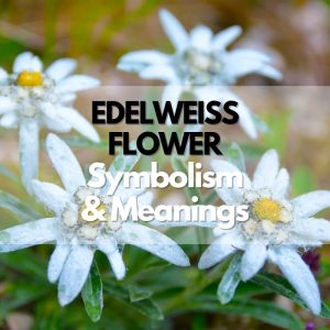 Edelweiss Flower: Symbolism, Meanings, and History - Symbol Genie