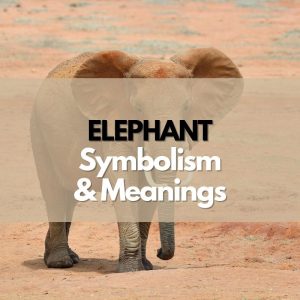 Elephant: Symbolism, Meanings, and History - Symbol Genie