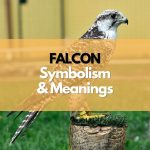 Falcon: Symbolism, Meanings, and History - Symbol Genie