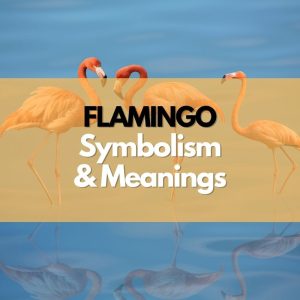 Flamingo: Symbolism, Meanings, and History - Symbol Genie