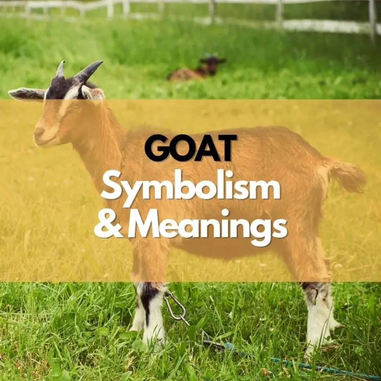 Goat: Symbolism, Meanings, and History - Symbol Genie
