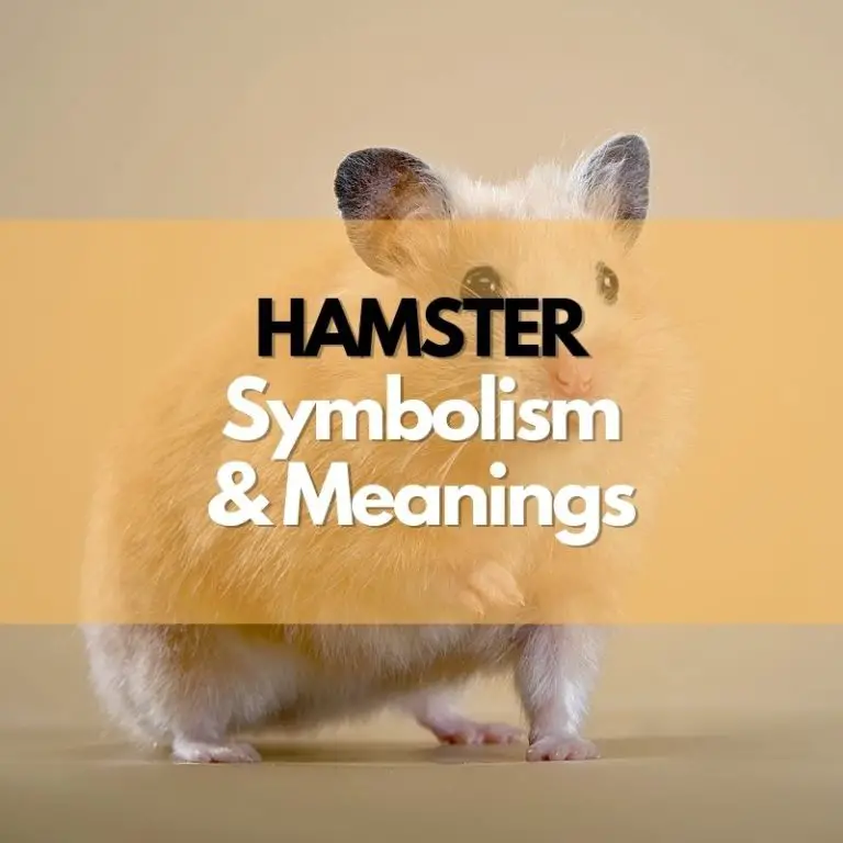Hamster: Symbolism, Meanings, and History - Symbol Genie