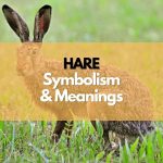 Hare: Symbolism, Meanings, and History - Symbol Genie