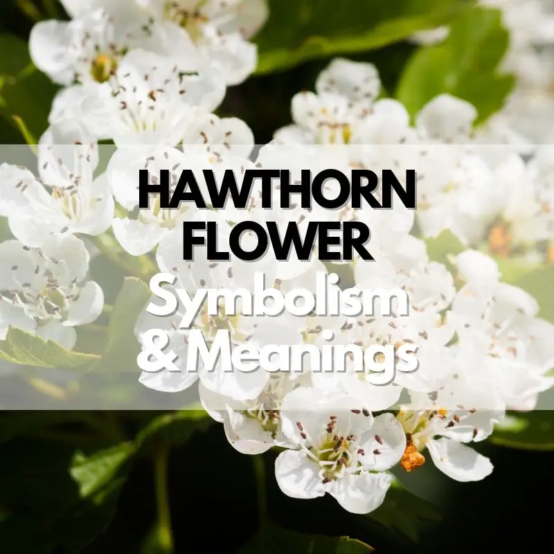 Hawthorn Flower: Symbolism, Meanings, and History - Symbol Genie