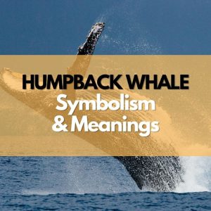 Humpback Whale: Symbolism, Meanings, and History - Symbol Genie