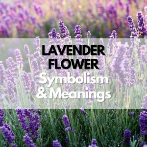 Lavender Flower: Symbolism, Meanings, and History - Symbol Genie