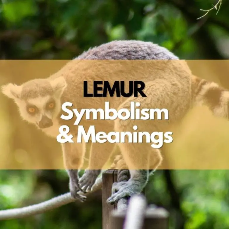 Lemur: Symbolism, Meanings, and History - Symbol Genie