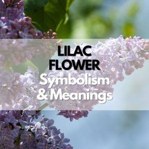 Lilac Flower: Symbolism, Meanings, and History - Symbol Genie