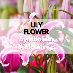 Lily Flower: Symbolism, Meanings, and History - Symbol Genie