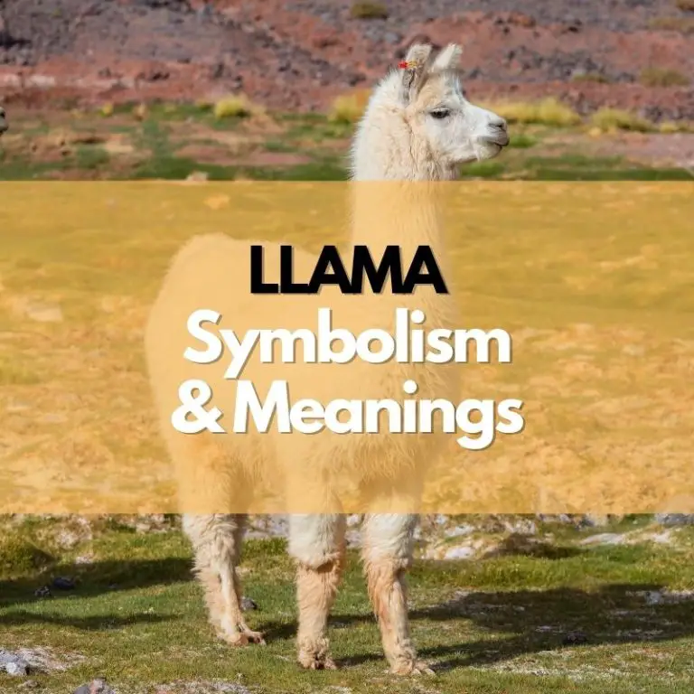 Llama: Symbolism, Meanings, and History - Symbol Genie