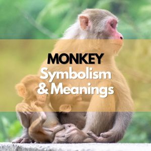 Monkey: Symbolism, Meanings, and History - Symbol Genie