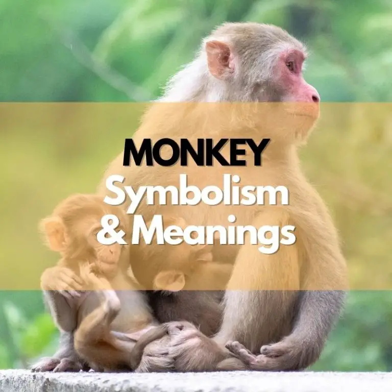 Monkey: Symbolism, Meanings, and History - Symbol Genie