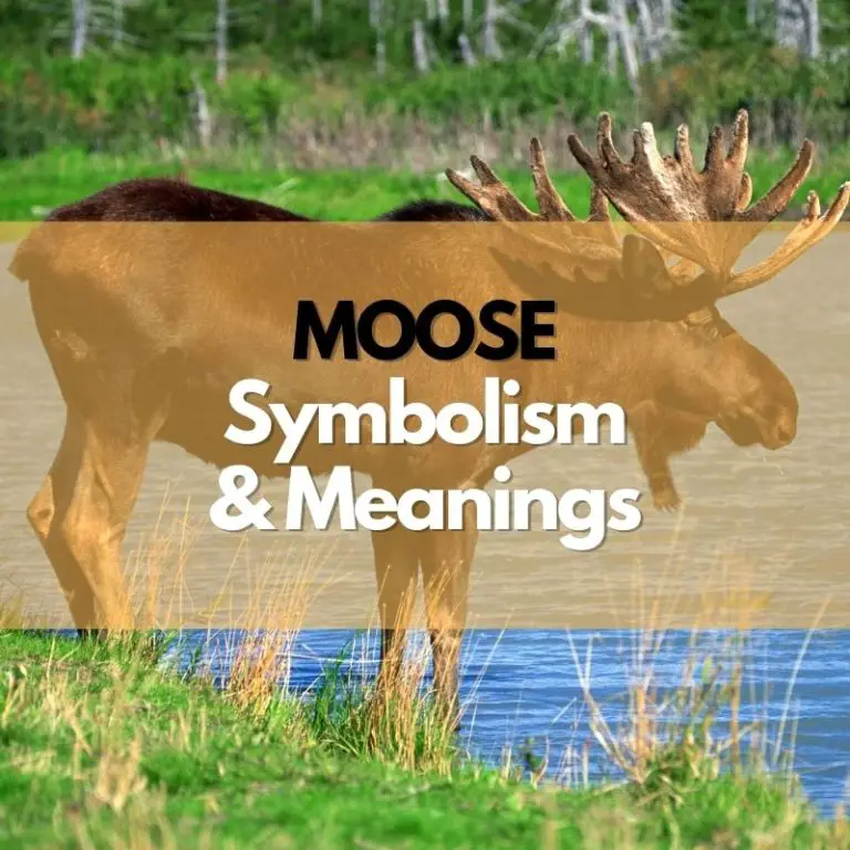 Moose: Symbolism, Meanings, and History - Symbol Genie