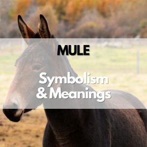 Mule: Symbolism, Meanings, and History - Symbol Genie