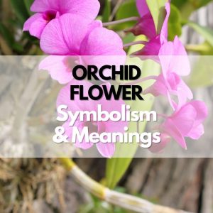 Orchid Flower: Symbolism, Meanings, and History - Symbol Genie