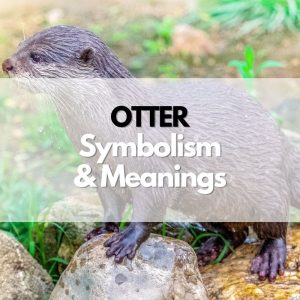 Otter: Symbolism, Meanings, and History - Symbol Genie