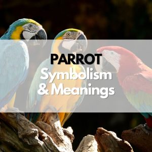 Parrot: Symbolism, Meanings, and History - Symbol Genie