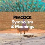 Peacock: Symbolism, Meanings, and History - Symbol Genie