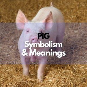 Pig: Symbolism, Meanings, and History - Symbol Genie