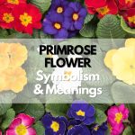 Primrose Flower: Symbolism, Meanings, and History - Symbol Genie