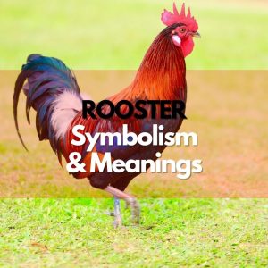 Rooster: Symbolism, Meanings, and History - Symbol Genie