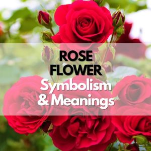 Rose: Symbolism, Meanings, and History - Symbol Genie