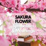 Sakura Flower: Symbolism, Meanings, and History - Symbol Genie
