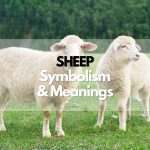 Sheep: Symbolism, Meanings, and History - Symbol Genie