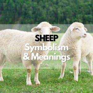 Sheep: Symbolism, Meanings, and History - Symbol Genie