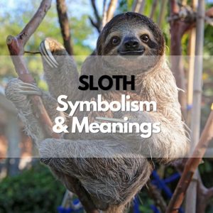 Sloth: Symbolism, Meanings, and History - Symbol Genie
