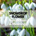 Snowdrop Flower: Symbolism, Meanings, and History - Symbol Genie