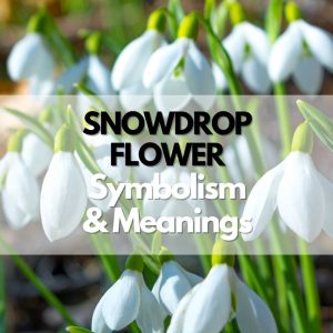 Snowdrop Flower: Symbolism, Meanings, and History - Symbol Genie