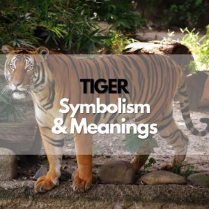 Tiger: Symbolism, Meanings, and History - Symbol Genie